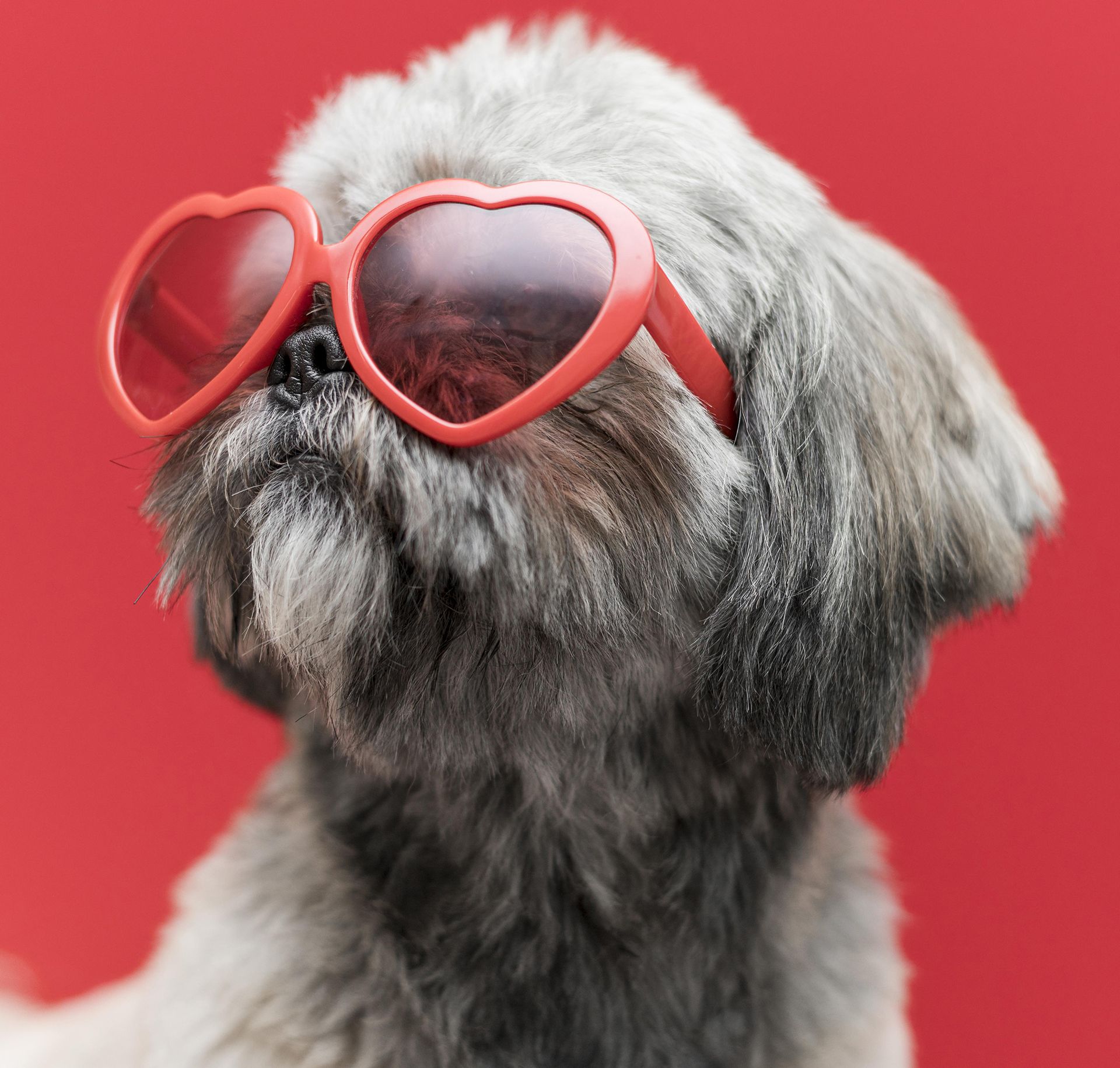 Félicette: The First Cat in Space – The True Story of a Feline Hero 🚀